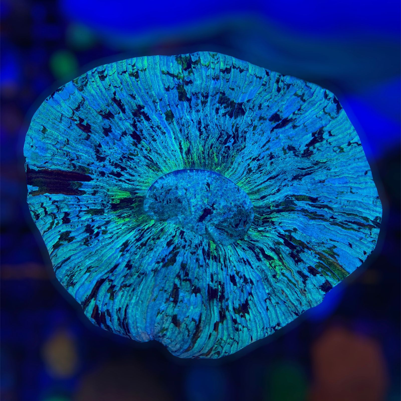 LPS | Empório Aquático